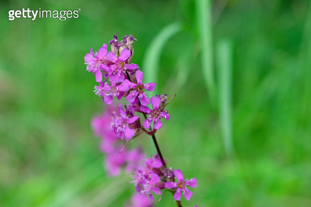Pinl colored Viscaria vulgaris flowers also known as the sticky ...