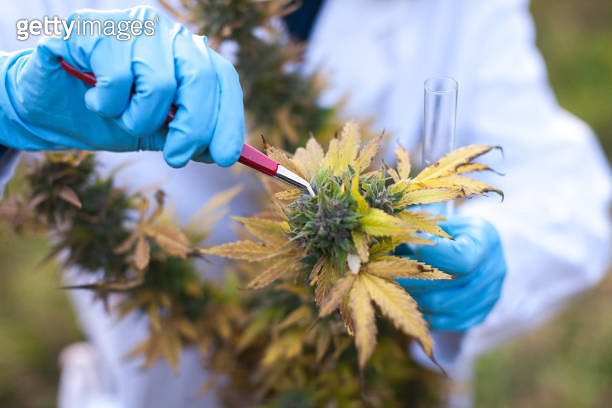 Biologist Taking a Sample of Medical Marijuana Cannabis Bud Outdoors ...