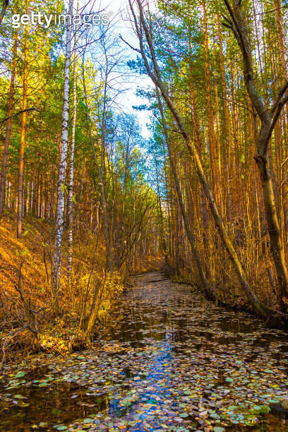 autumn forest with foliage, paths and perspective, the concept of changing seasons, nature in ...
