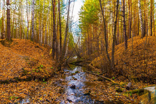 autumn forest with foliage, paths and perspective, the concept of changing seasons, nature in ...
