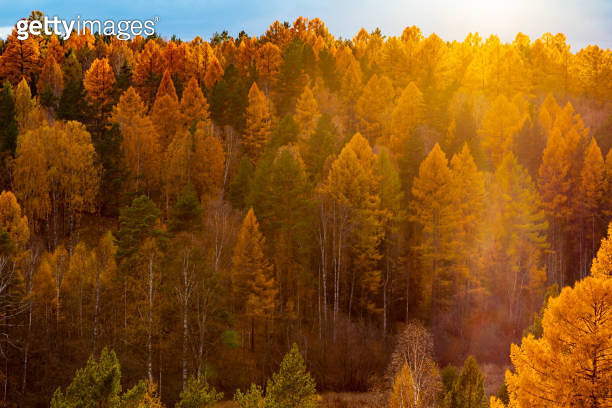 Healthy deciduous and coniferous trees in the early autumn morning ...
