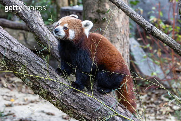 The red panda, Ailurus fulgens, also called the lesser panda. 이미지 ...
