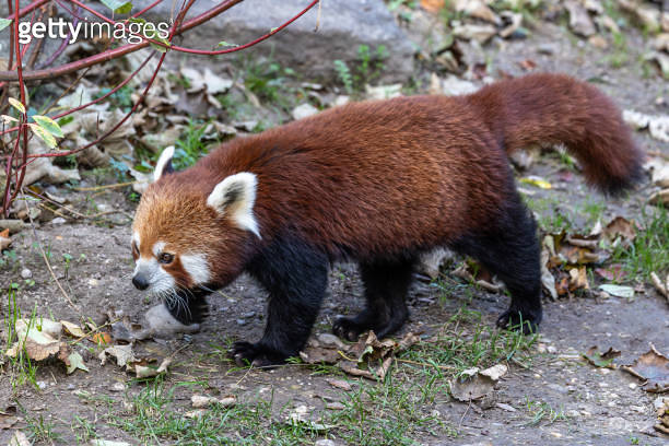 The red panda, Ailurus fulgens, also called the lesser panda. 이미지 ...