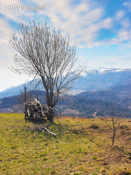 tree on the hill in early spring 이미지 (1502390835) - 게티이미지뱅크