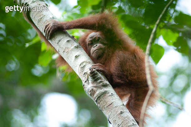 The orangutan (Pongo Abelii) hangs in the Leuser forest 이미지 (1494472784 ...