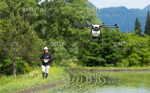 A drone operator is flying a large industrial farm drone over rice ...