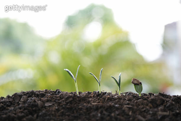 Calabash tree plant sprout growing 이미지 (1495413720) - 게티이미지뱅크