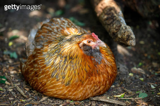 View of Araucana Gallina Mapuches domestic hen on the farm (1501194007 ...