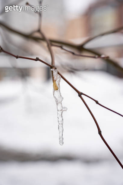 an icicle grows on a small tree branch 이미지 (1497884192) - 게티이미지뱅크