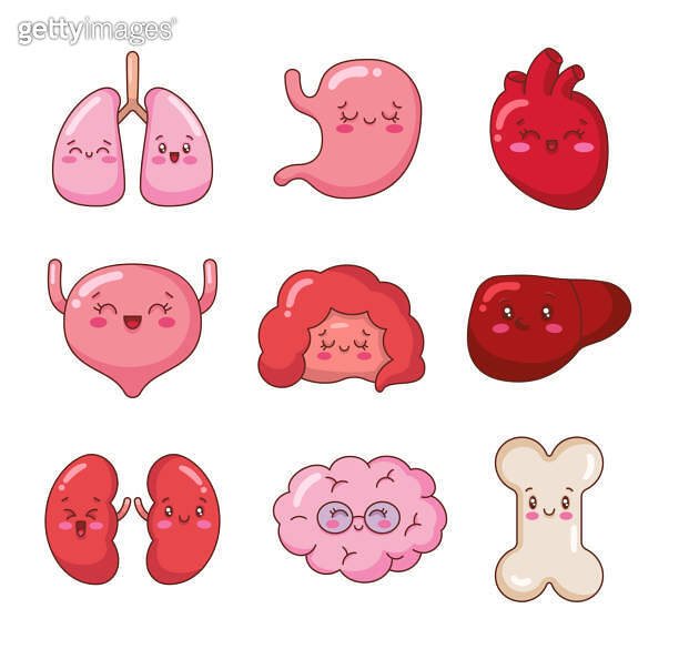 Cute cartoon smiling human organ characters. Kawaii lung, stomach ...