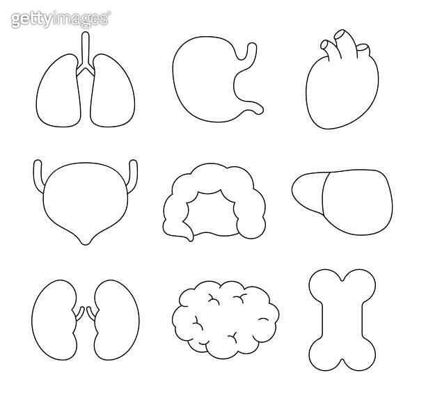 Healthy human anatomy internal organs. Coloring Page. Lung, stomach ...