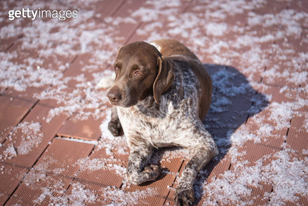 Shorthaired German Pointer lying on cold snowy pavement at street ...