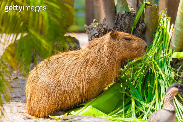 Capybara Munching on Palm Leaves 이미지 (1814870583) - 게티이미지뱅크