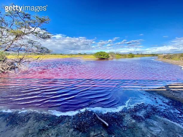 the kealia pond national wildlife refuge, located on the island of maui ...