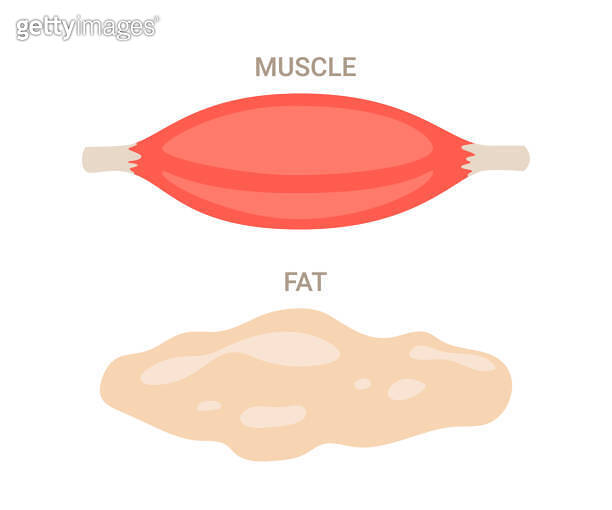 Muscle and fat, composition weight body mass. Fiber part body human and ...