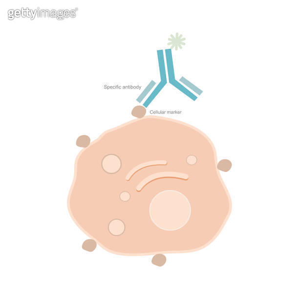 The cellular markers on the cell surface was bound by specific antibody ...