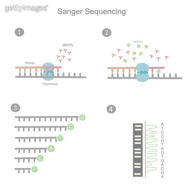 The workflow of Sanger sequencing in the first generation for ...
