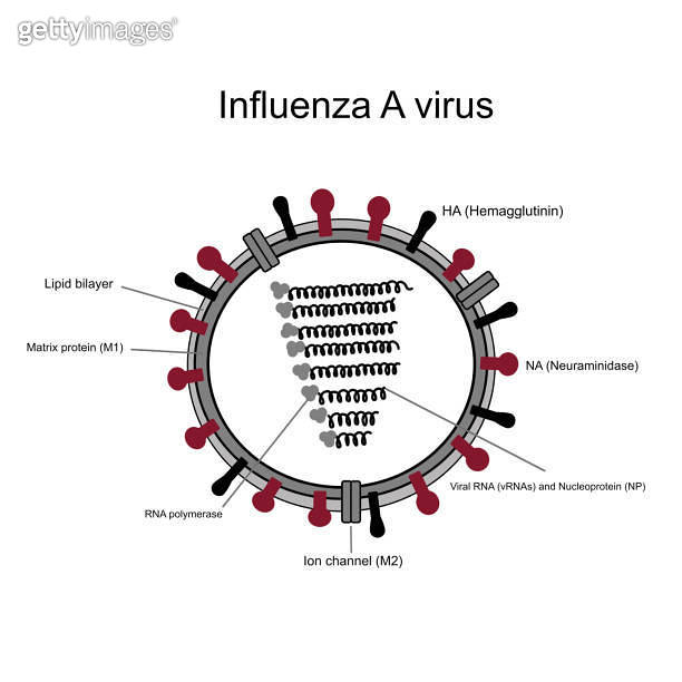 The structure of Influenza A virus that shows important components ...
