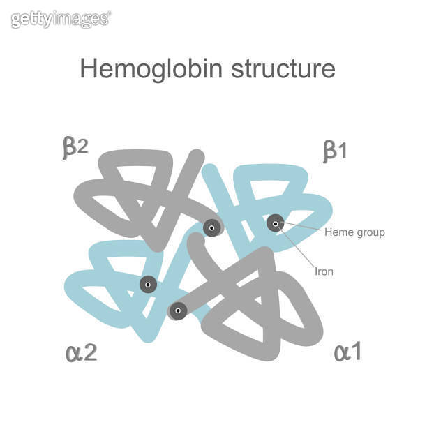 The picture of quaternary structure of Hemoglobin (Hb or Hgb ...