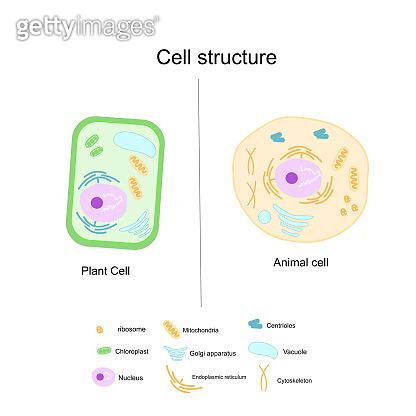 The cellular structural and important organelle in the cell : Plant and ...