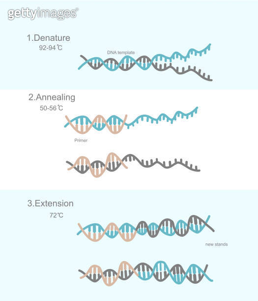 The three steps of Polymerase Chain Reaction (PCR) technique ...