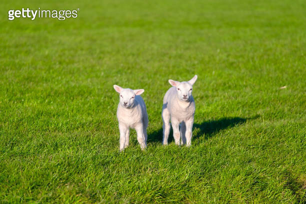 Two lambs in a field. Agriculture. Pasture in a green meadow. The ...