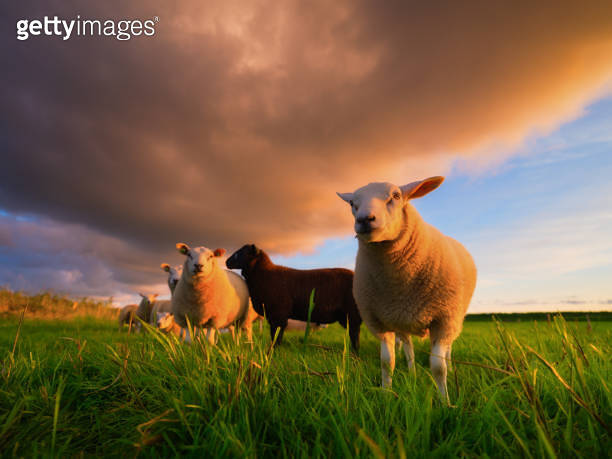 Sheep in a meadow during a bright sunset. Agriculture. Animals on the ...