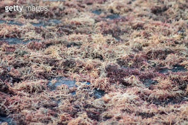 dried seaweed, close-up shot of dried seaweed by the sea. The process ...