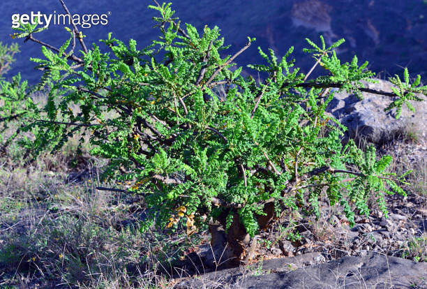 Frankincense tree aka olibanum-tree (Boswellia sacra), mountains of ...