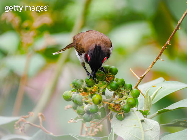 Red Whiskered Bulbul bird eating seed of plant (1746378079) - 게티이미지뱅크