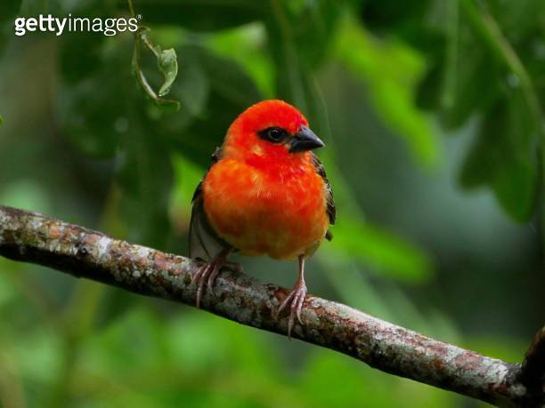 Red Fody bird perching in natural environment 이미지 (1460299589) - 게티이미지뱅크