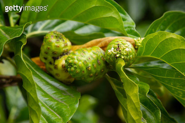 Morinda citrifolia, commonly called noni, maroon soursop, devil fruit ...