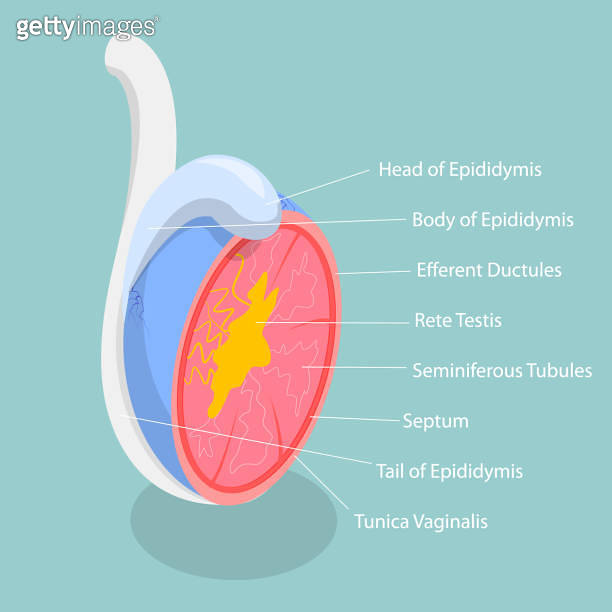 3D Isometric Flat Vector Conceptual Illustration of Testicle Anatomy ...