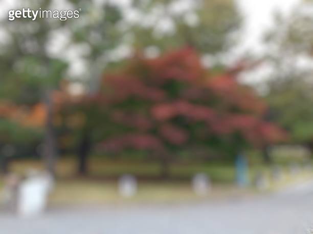 Blurred abstract background of maple tree with red leaves in Japan 이미지 ...