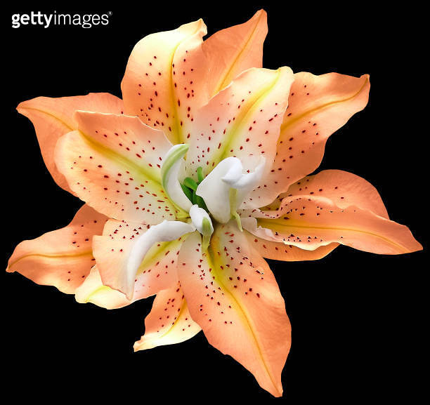 Lilia flower on black isolated background with clipping path. Closeup ...