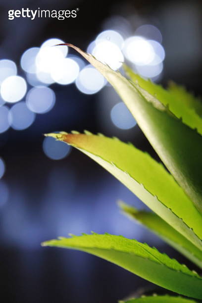 cactus plant with boka effect 이미지 (1715337370) - 게티이미지뱅크