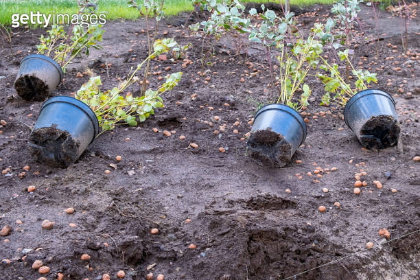 Fallen garden pots with seedlings and plants on the ground (1713014269 ...
