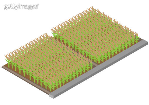 Rice field near harvest isometric 이미지 (1591451926) - 게티이미지뱅크