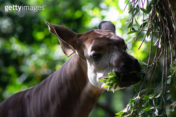 Okapi Grazing on some Leaves Close-up Head 이미지 (1492084072) - 게티이미지뱅크