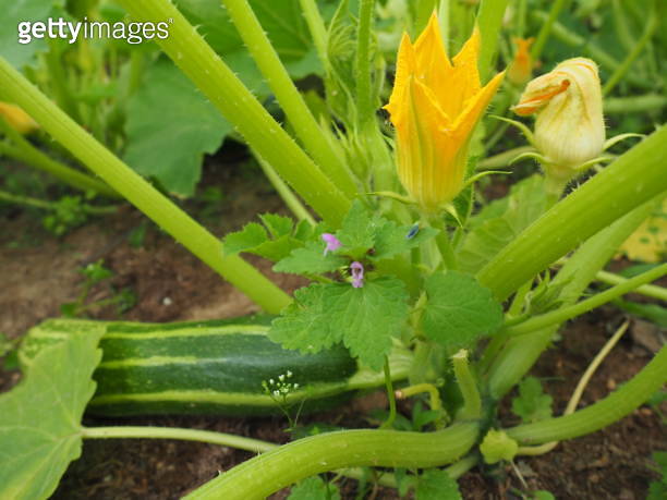 Zucchini, courgette or baby marrow, Cucurbita pepo is a summer squash ...