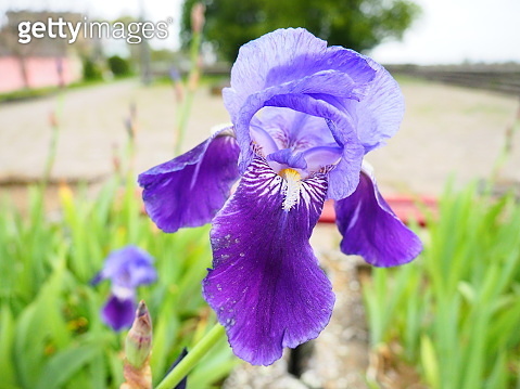 Iris flower. Purple, blue iris. Family Iridaceae. Beautiful city flower ...