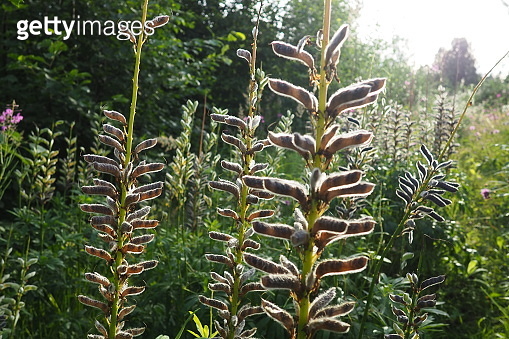 Lupine, wolf bean, Lupinus - a genus of plants from the legume family ...