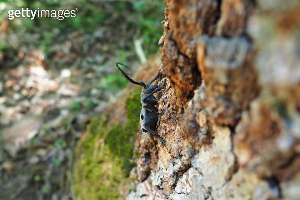 Morimus funereus is a species of beetle in family Cerambycidae or ...