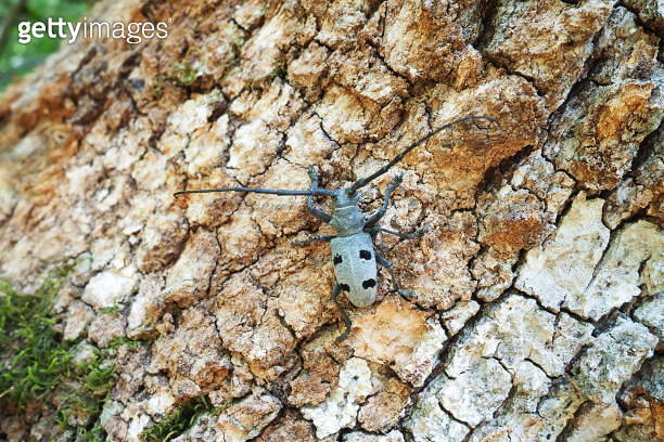 Morimus funereus is a species of beetle in family Cerambycidae or ...