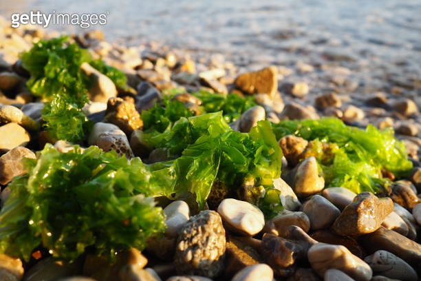 Ulva, a genus of marine green algae of the Ulvaceae family. Many ...