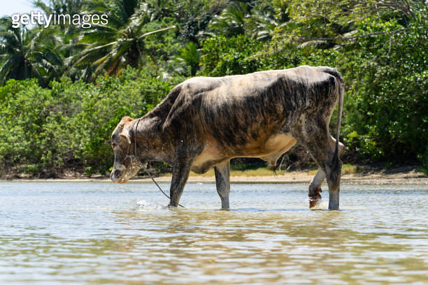 Cow come to waters edge of stream in Fiji for drink (1726383619) - 게티이미지뱅크