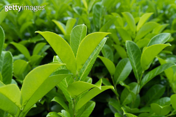 Tea Leaf Texture Background, Fresh Green Tea Leaves Pattern, Summer ...