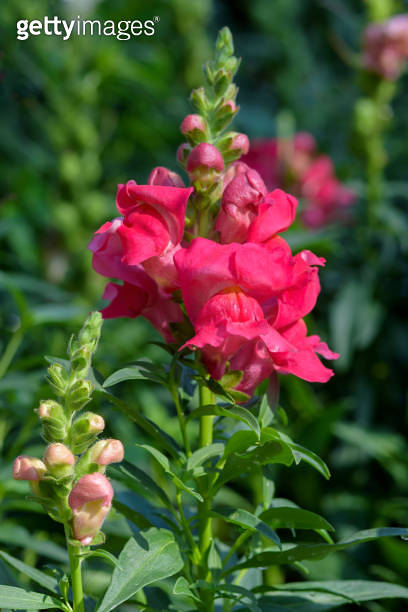 Antirrhinum majus dragon flower also known as Snap Dragons and Tagetes ...