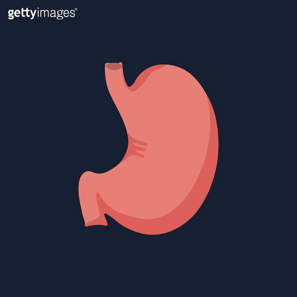 Human Internal organs, cartoon anatomy body part stomach, vector ...