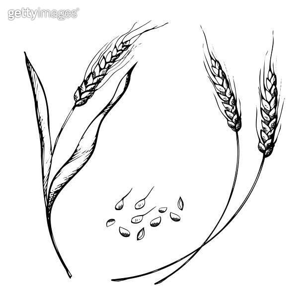 vector hand drawn wheat ears sketch doodle. Bunch of wheat ears, dried ...